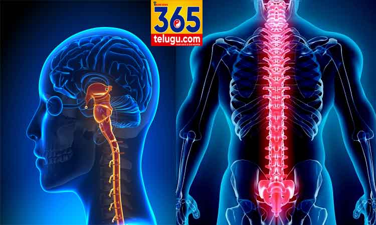 What is the Difference between brain stroke and spinal stroke ...